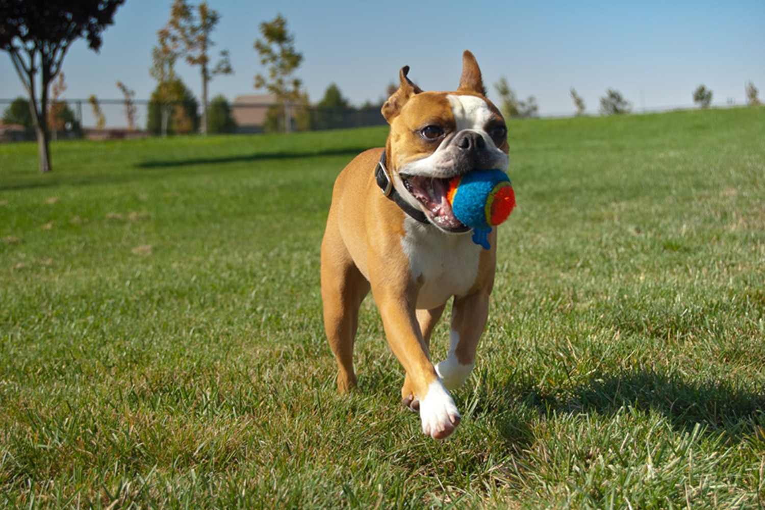 What Are The Games To Play With Your Dog The Pet Tips